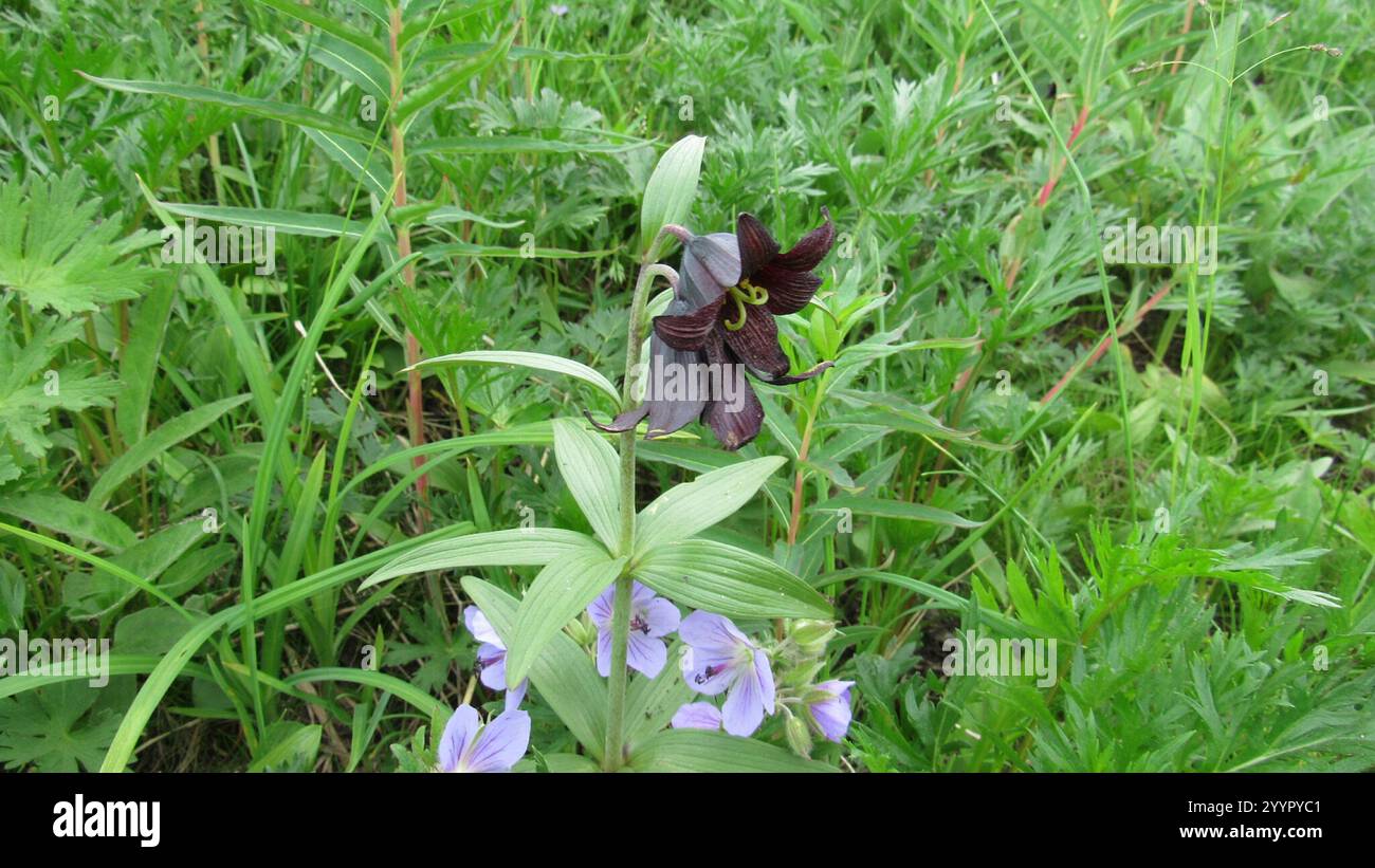 Rice root (Fritillaria camschatcensis Stock Photo - Alamy