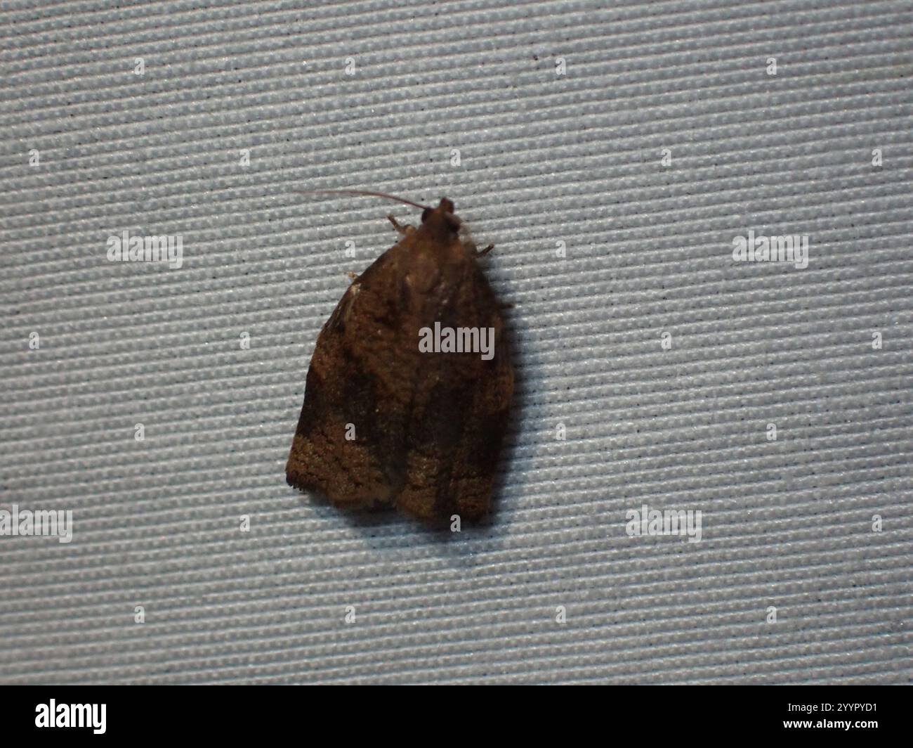 Rose Tortrix Moth (Archips rosana Stock Photo - Alamy