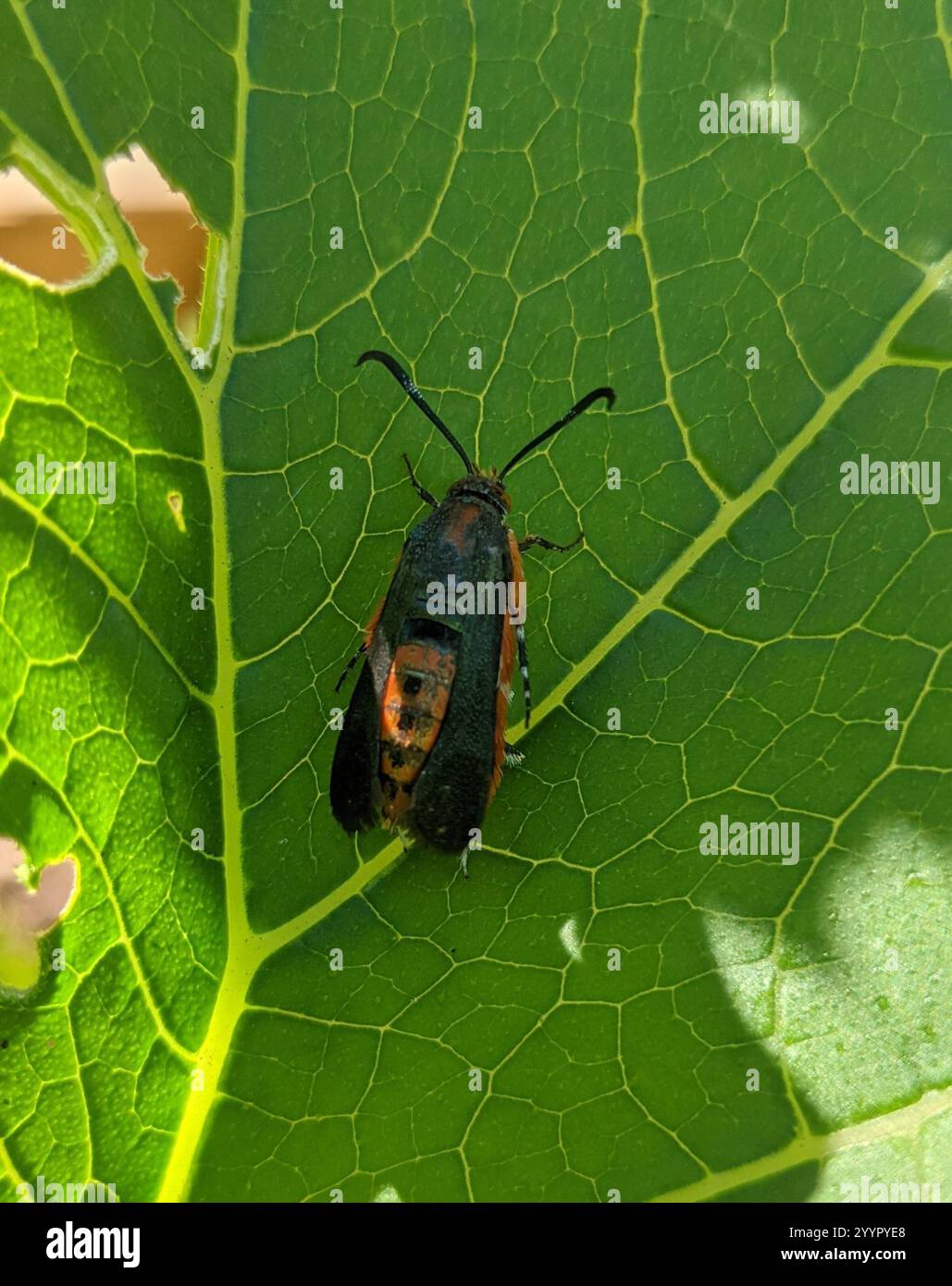 Squash Vine Borer (Eichlinia cucurbitae Stock Photo - Alamy