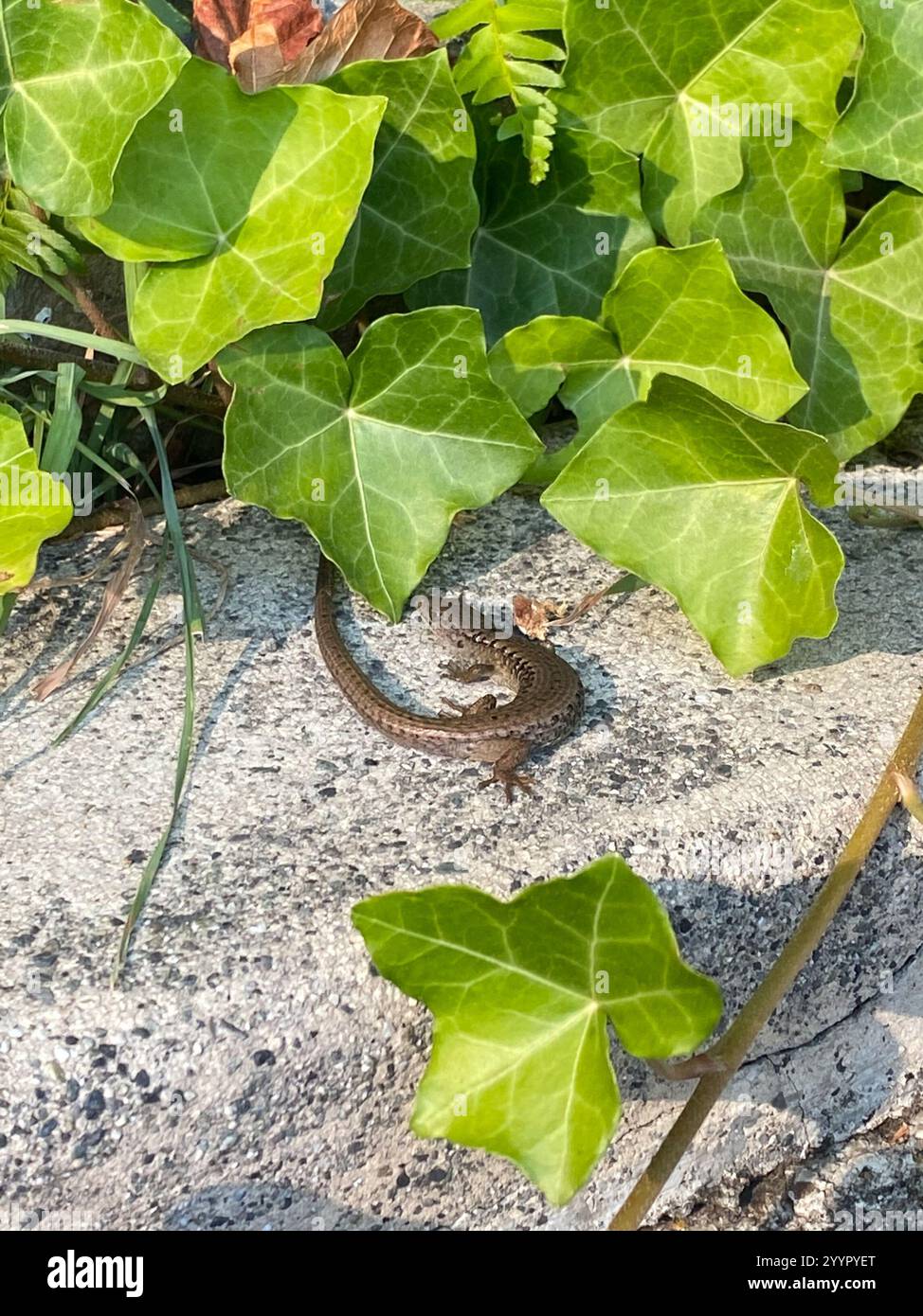 Northern Alligator Lizard (Elgaria coerulea Stock Photo - Alamy