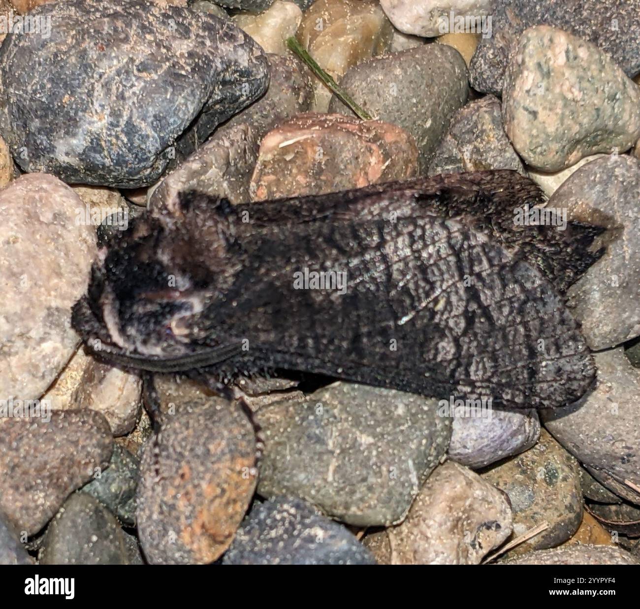 Poplar Carpenterworm Moth (Acossus centerensis Stock Photo - Alamy