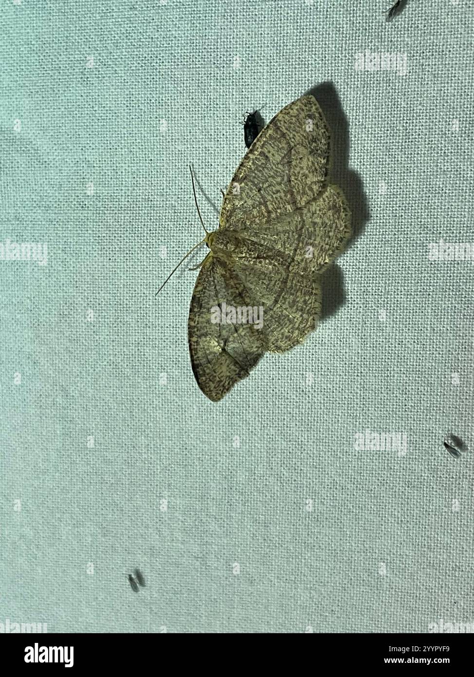 Curved-lined Looper Moth (Lambdina fervidaria Stock Photo - Alamy