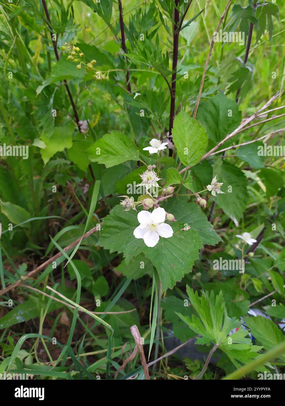 European dewberry (Rubus caesius Stock Photo - Alamy