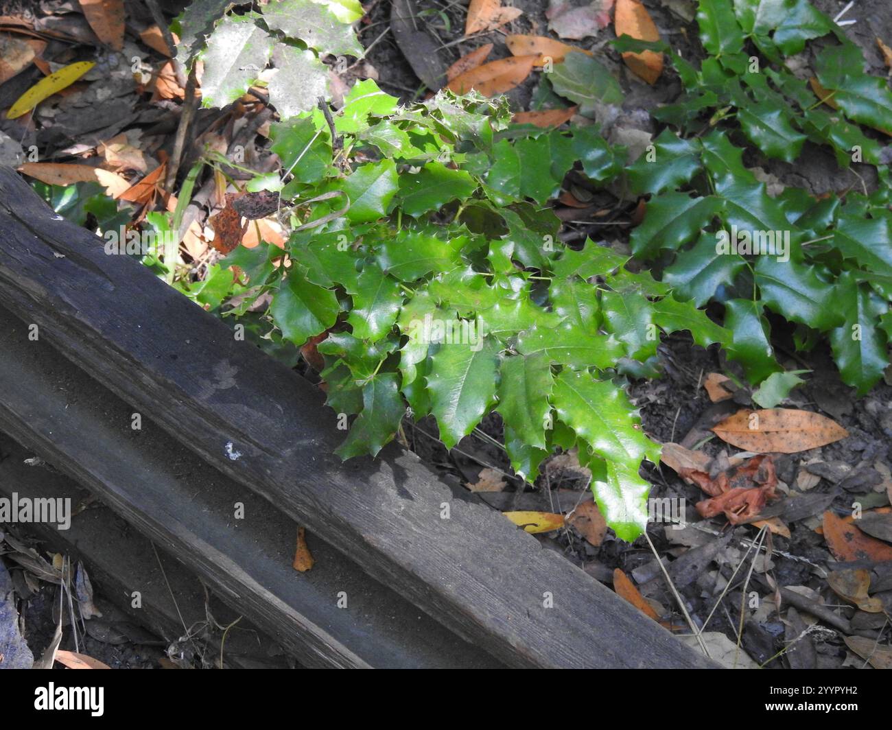 California barberry hi-res stock photography and images - Alamy