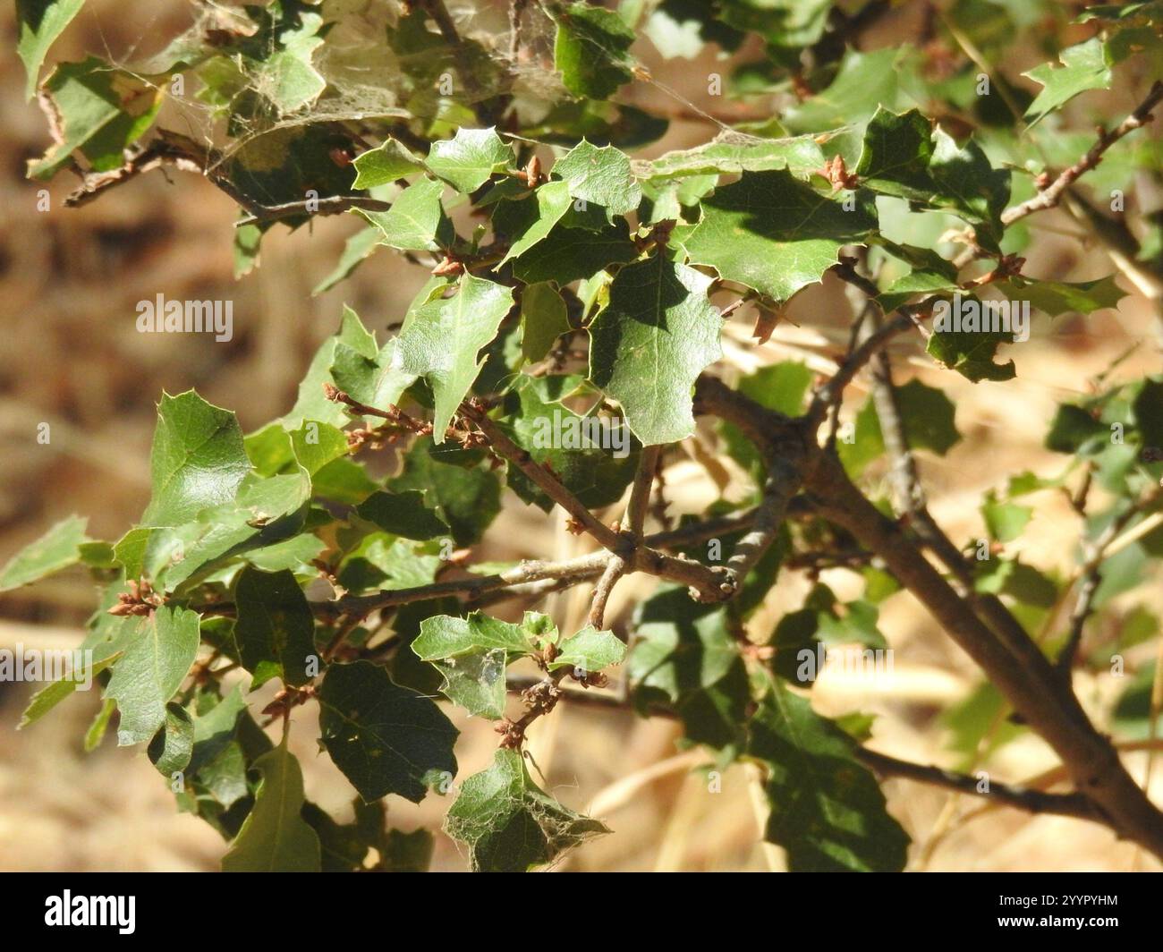 California scrub oak (Quercus berberidifolia Stock Photo - Alamy