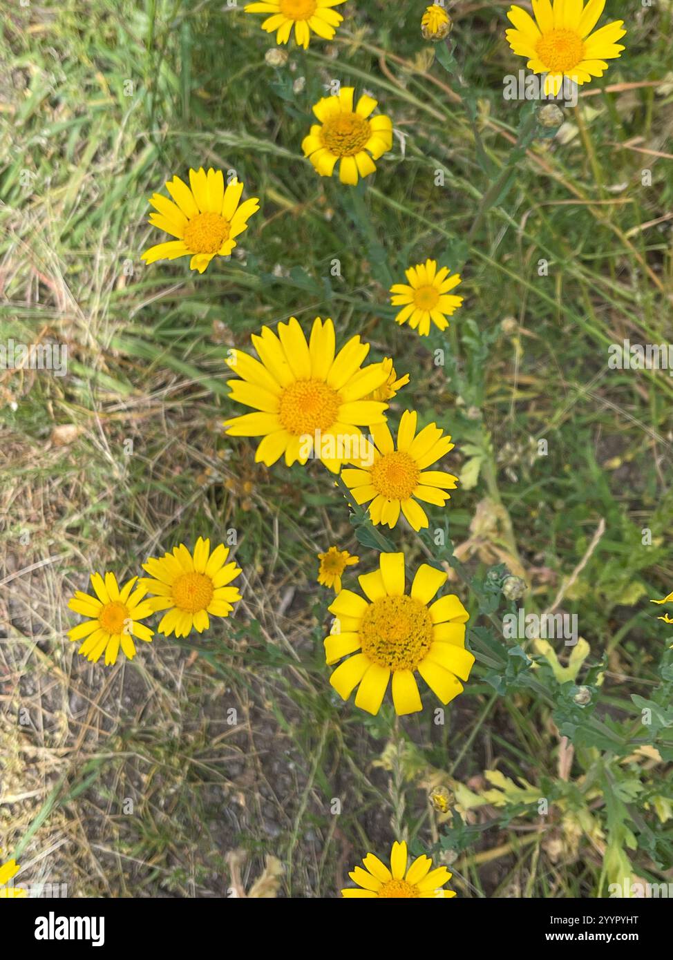 Corn Marigold (Glebionis segetum Stock Photo - Alamy