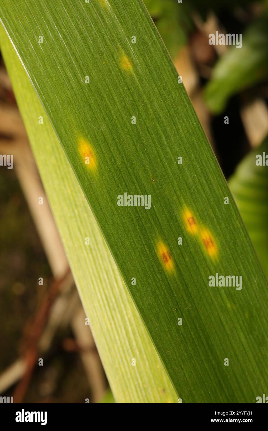 iris rust (Puccinia iridis Stock Photo - Alamy