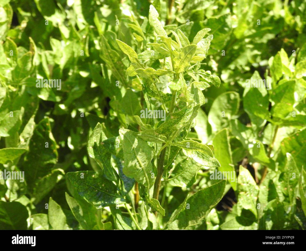 Western Hoptree (Ptelea crenulata Stock Photo - Alamy