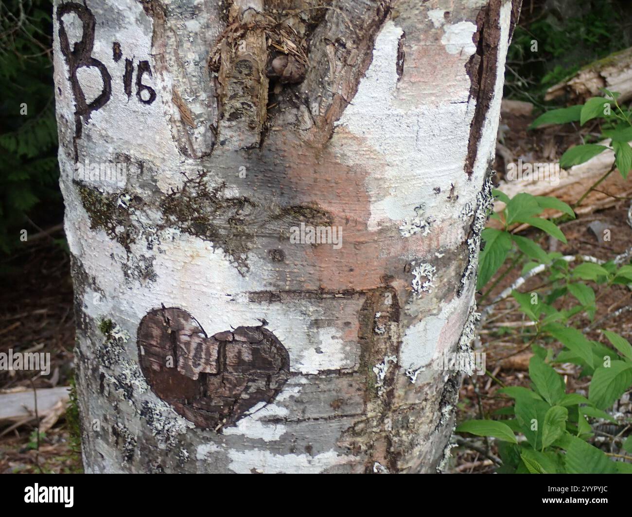 Red Alder (Alnus rubra Stock Photo - Alamy