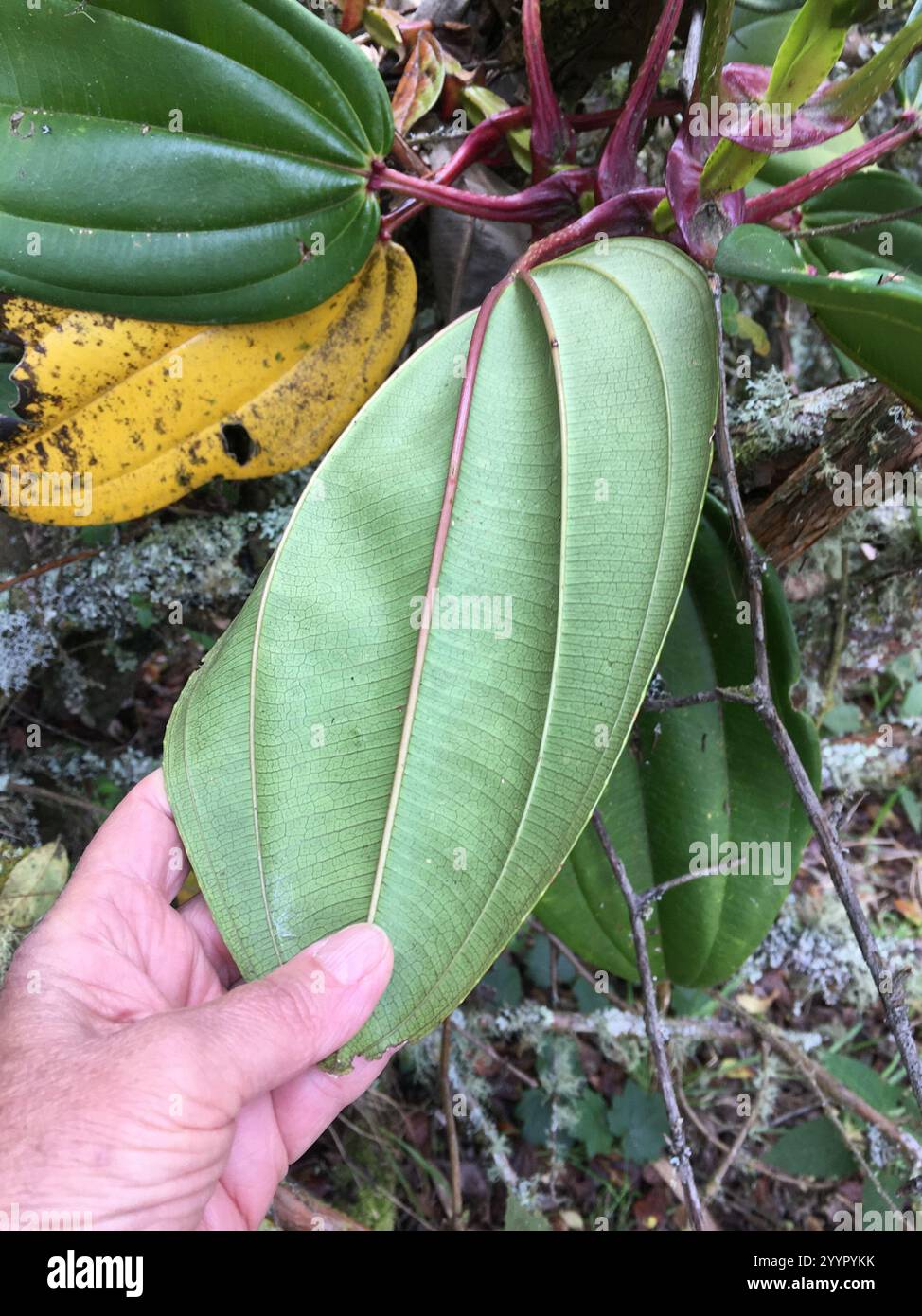 Meriania hi-res stock photography and images - Alamy