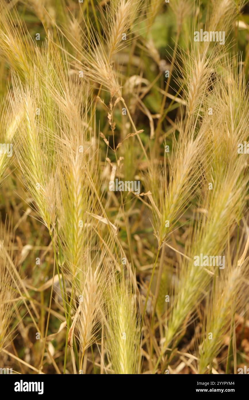 wall barley (Hordeum murinum Stock Photo - Alamy