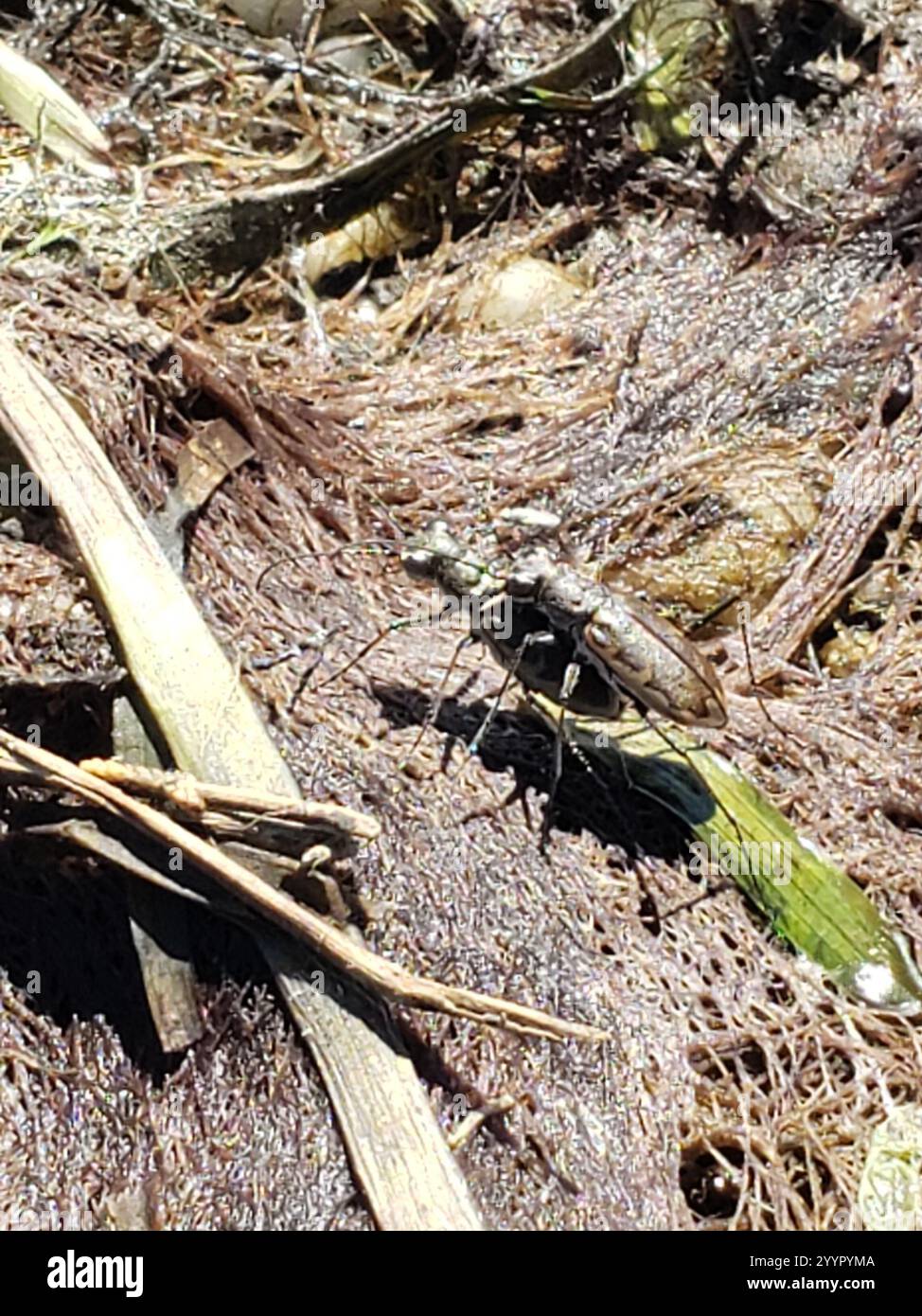 Margined Tiger Beetle (Ellipsoptera marginata Stock Photo - Alamy