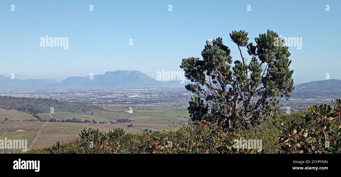 Cape Silver Tree (Leucadendron argenteum Stock Photo - Alamy
