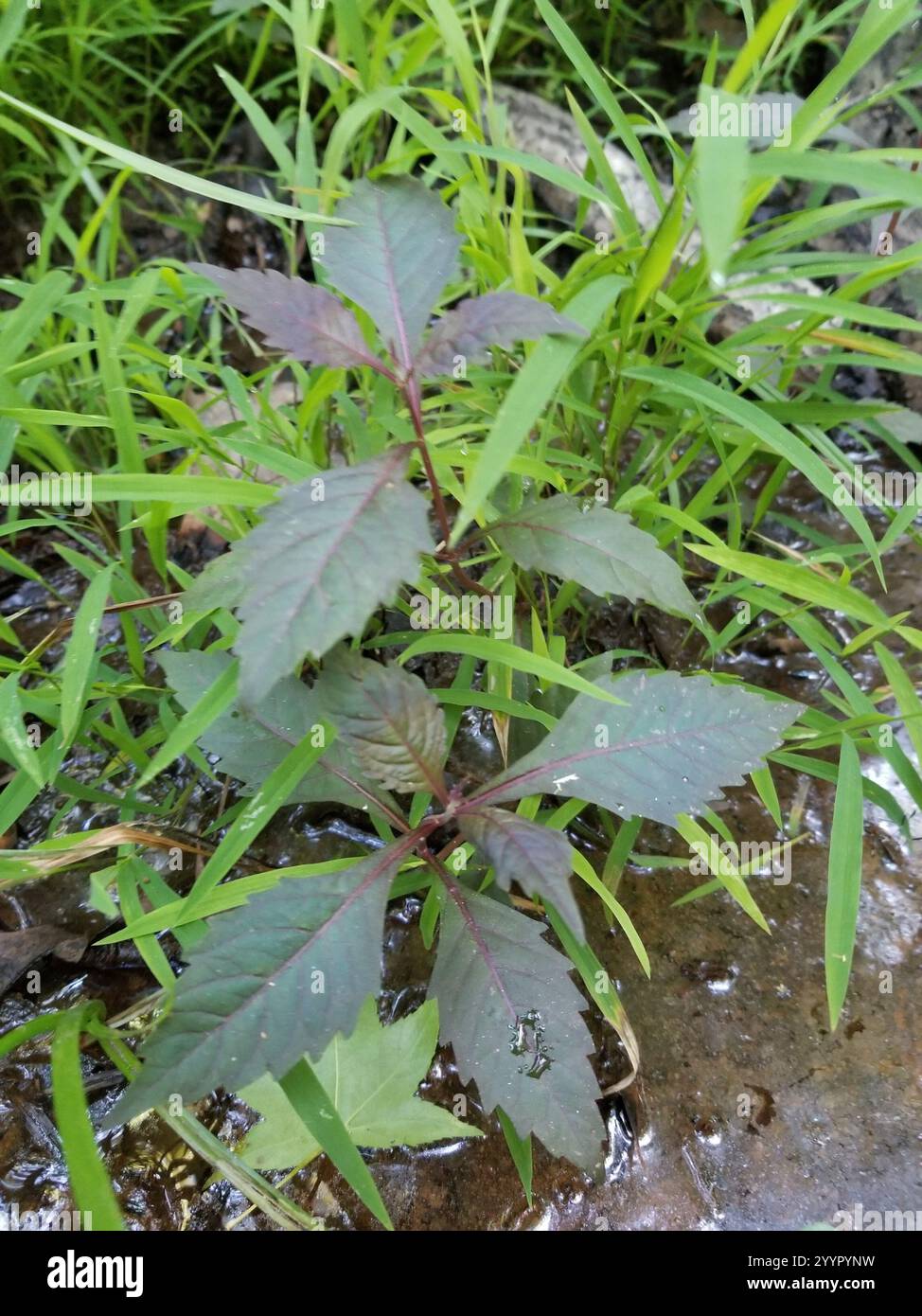 northern bugleweed (Lycopus uniflorus Stock Photo - Alamy