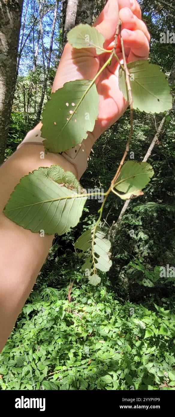 Red Alder (Alnus rubra Stock Photo - Alamy