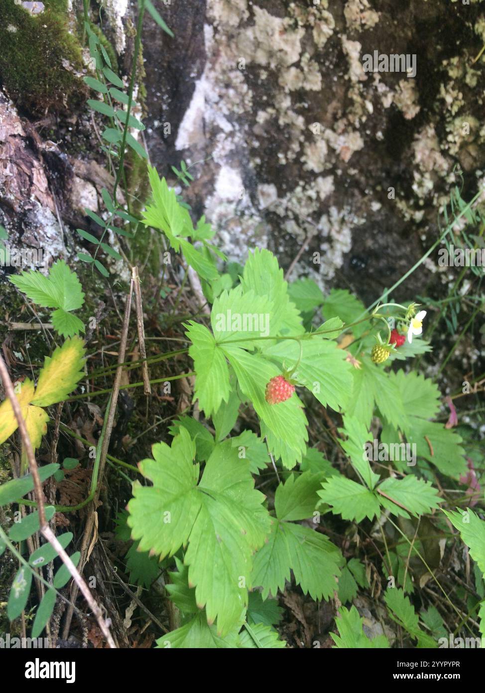 American woodland strawberry (Fragaria vesca americana Stock Photo - Alamy