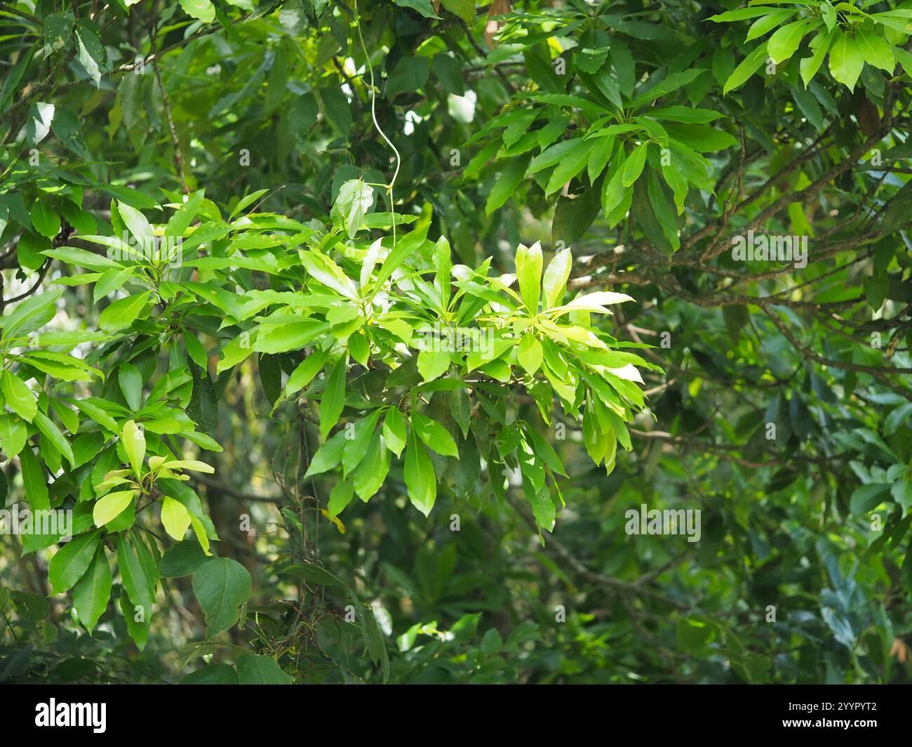 Large-leaved Nanmu (Machilus japonica kusanoi Stock Photo - Alamy