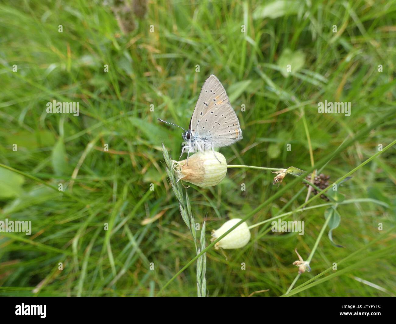 (Lycaena hippothoe eurydame Stock Photo - Alamy
