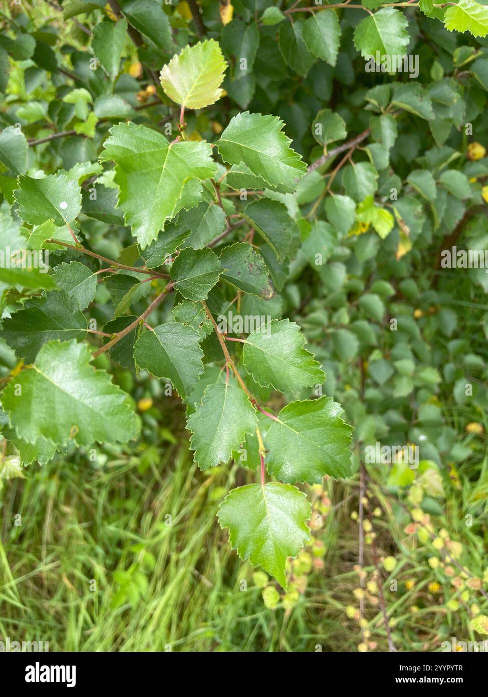 Downy Birch (Betula pubescens Stock Photo - Alamy