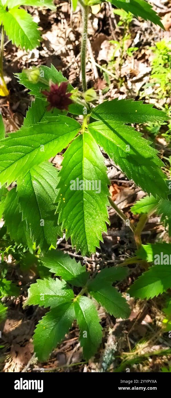 marsh cinquefoil (Comarum palustre Stock Photo - Alamy