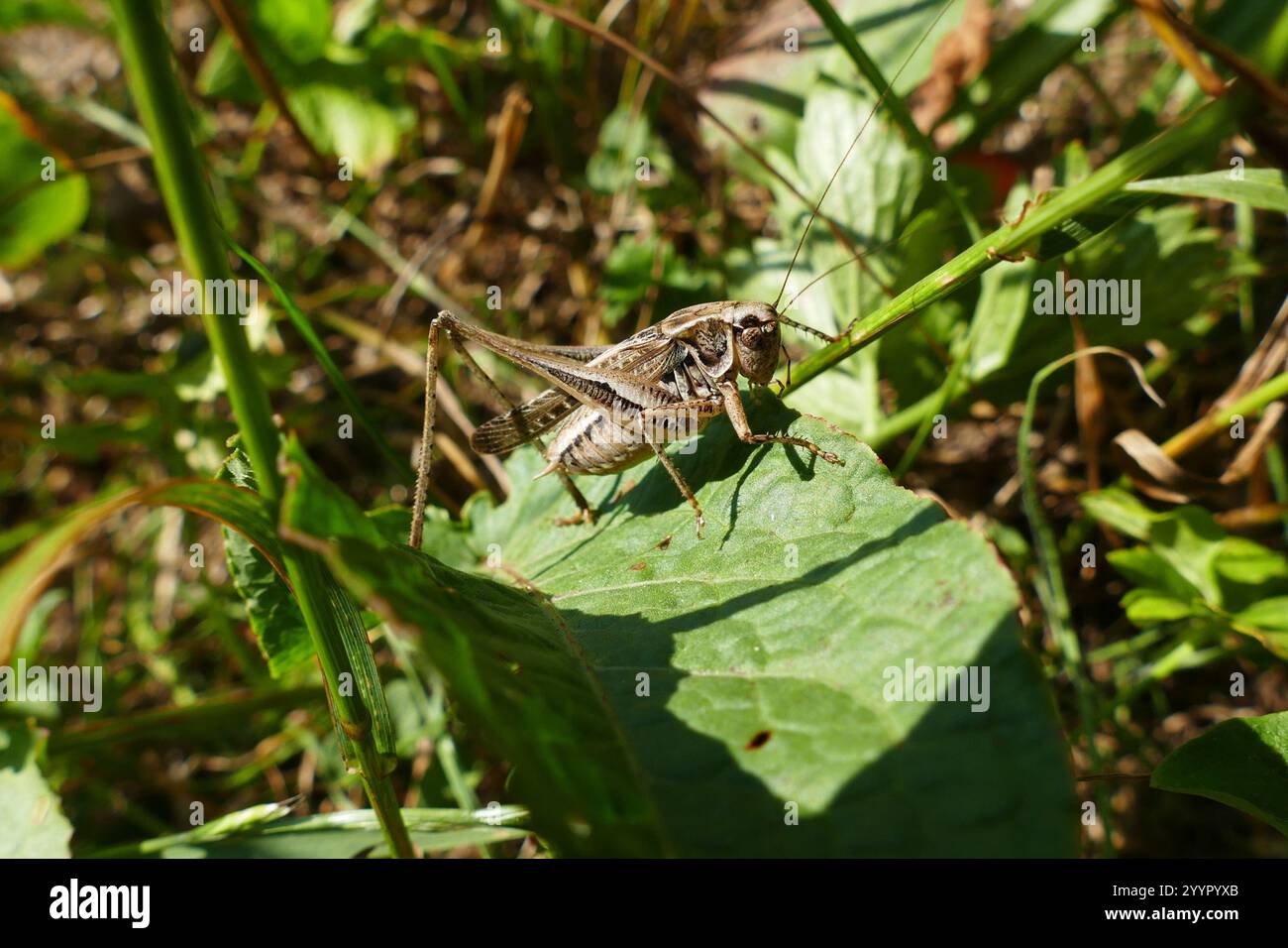 Grey Bush-cricket (Platycleis albopunctata Stock Photo - Alamy