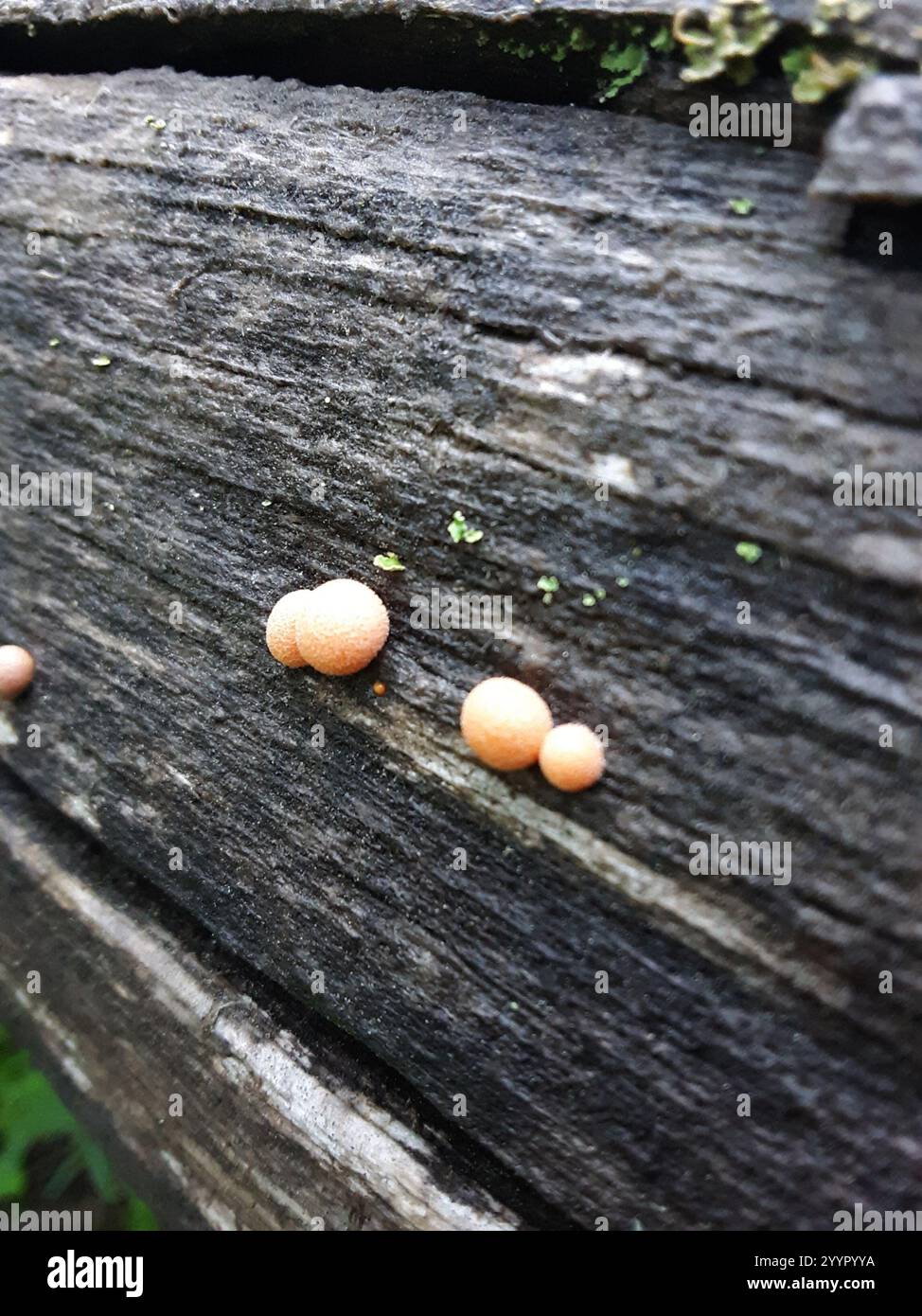 Wolf's Milk (Lycogala epidendrum Stock Photo - Alamy