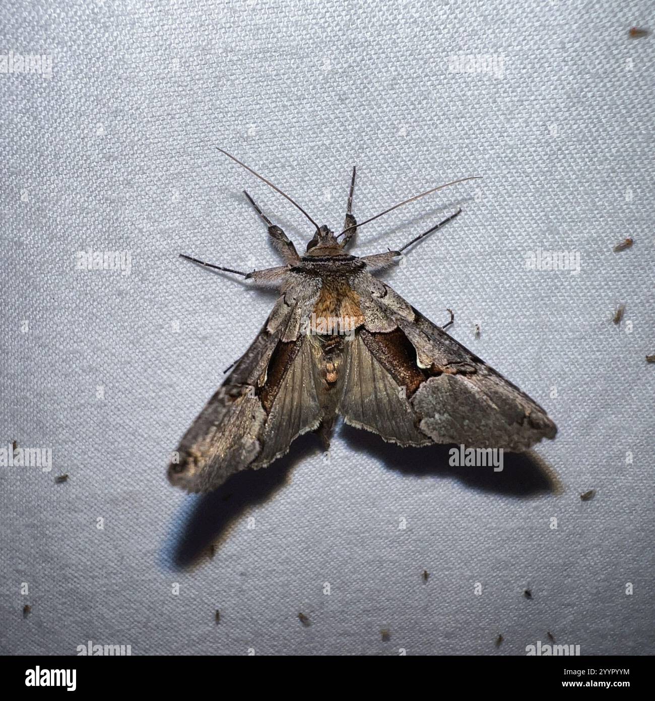 Large Looper Moth (Autographa ampla Stock Photo - Alamy