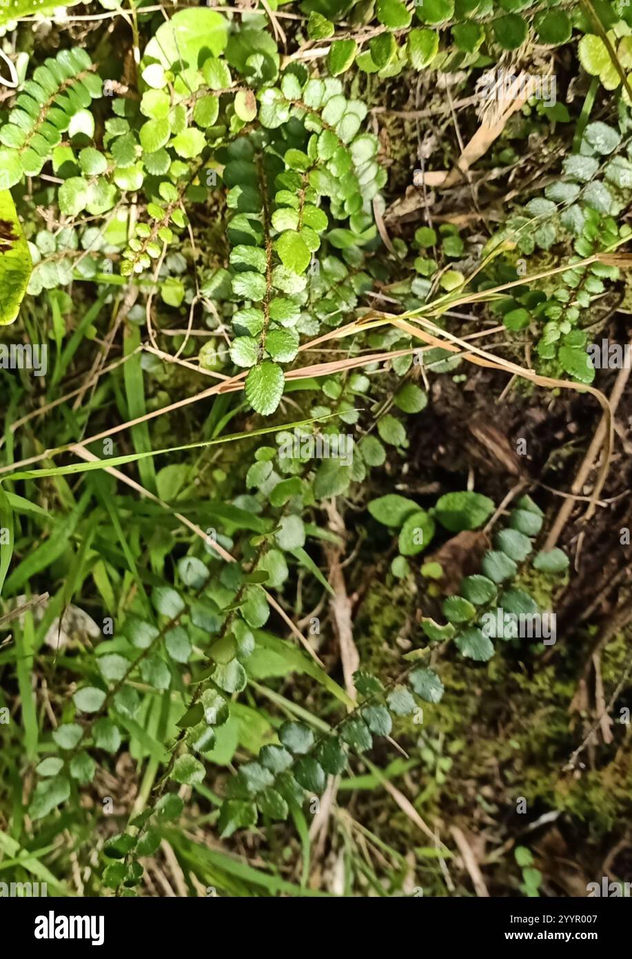 Button Fern (Pellaea rotundifolia Stock Photo - Alamy