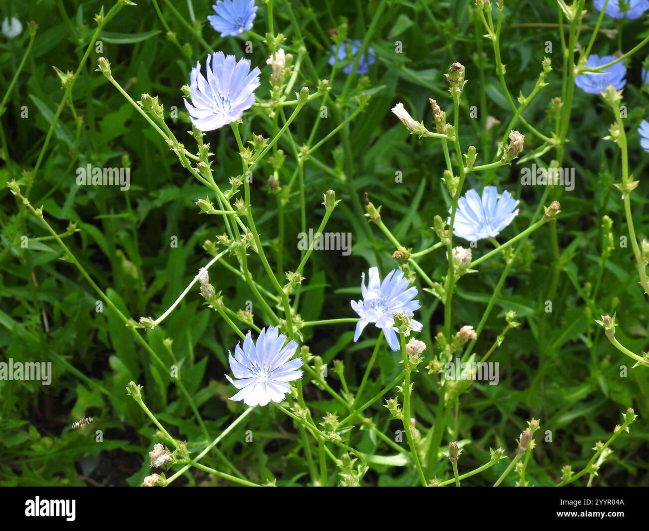 chicory (Cichorium intybus Stock Photo - Alamy