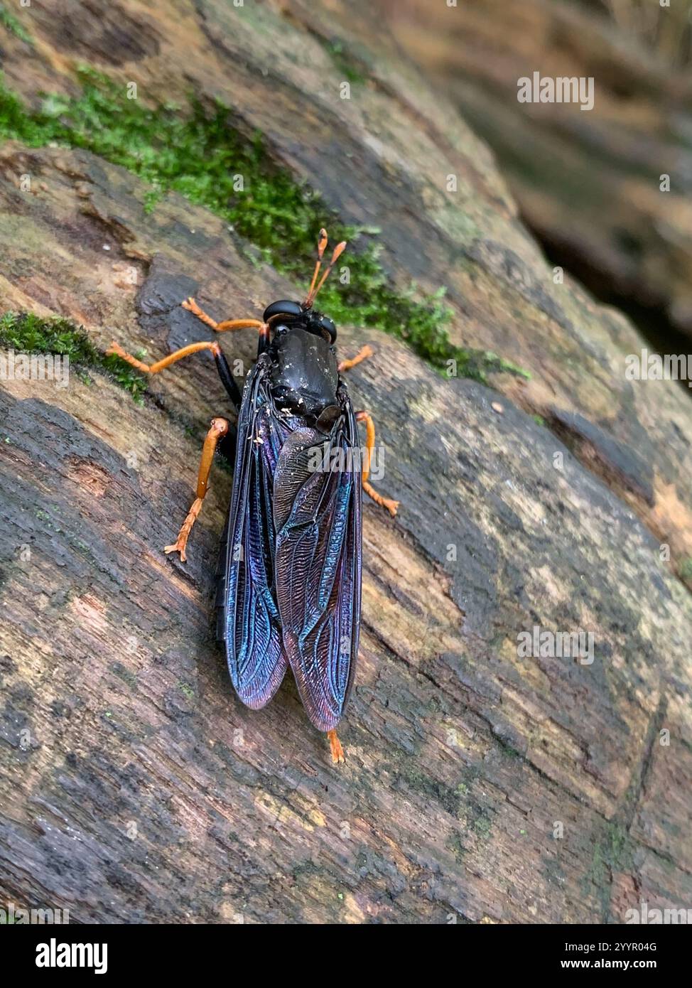 Golden-legged Mydas Fly (Mydas tibialis Stock Photo - Alamy