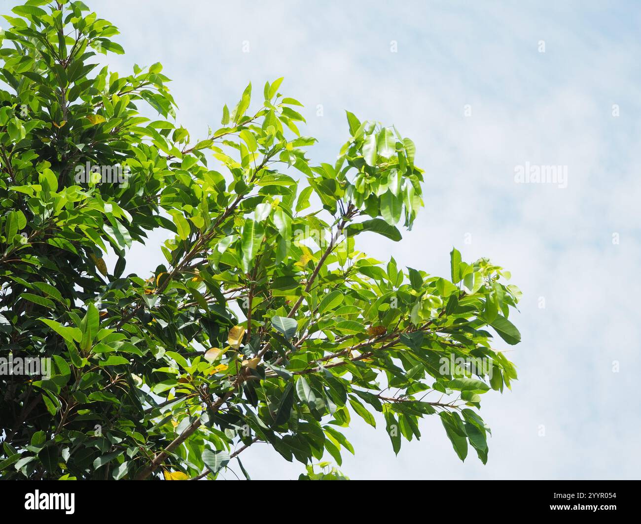 Stem-fruited Fig (Ficus caulocarpa Stock Photo - Alamy