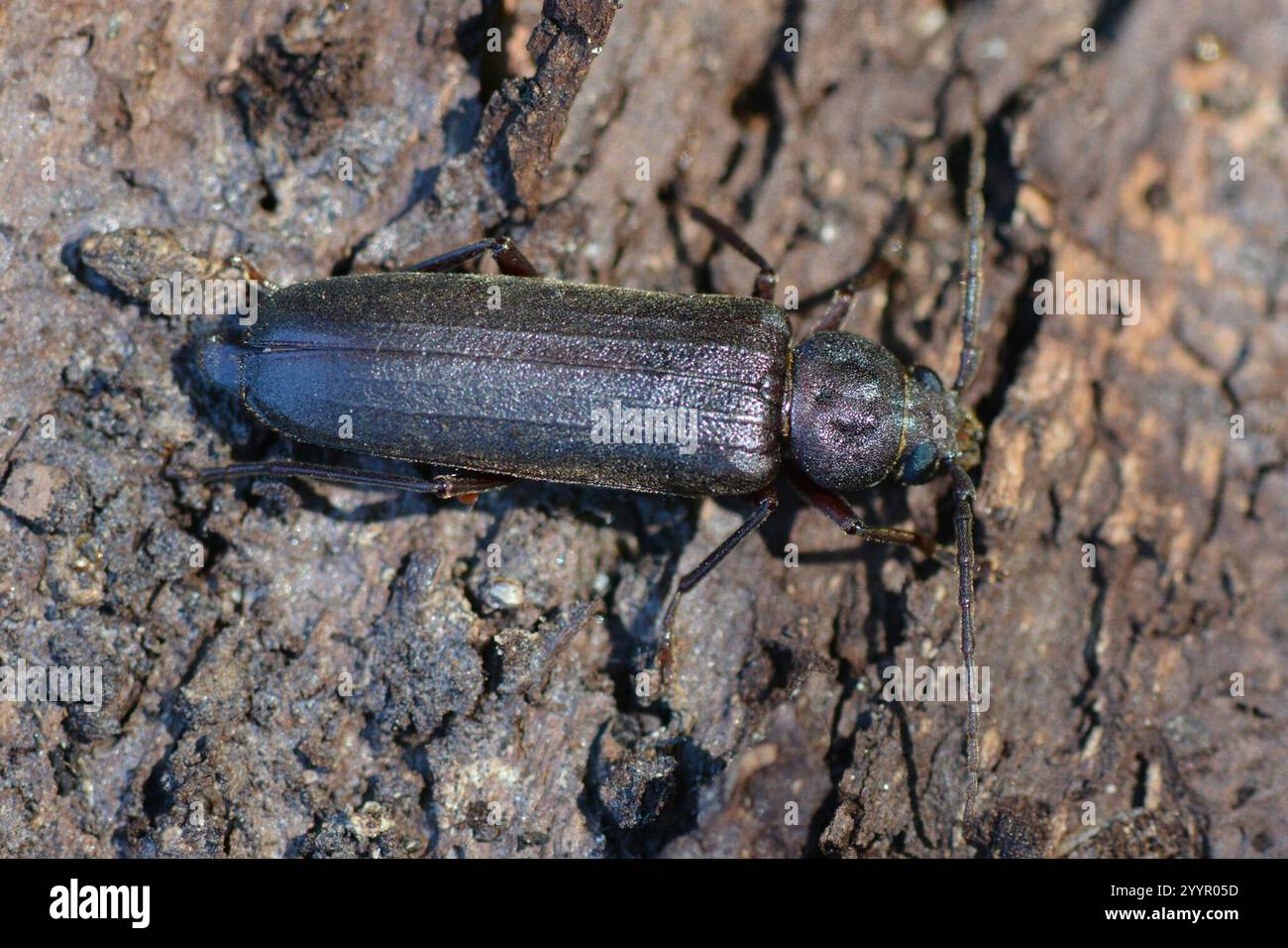 Rust Pine Borer (Arhopalus rusticus Stock Photo - Alamy
