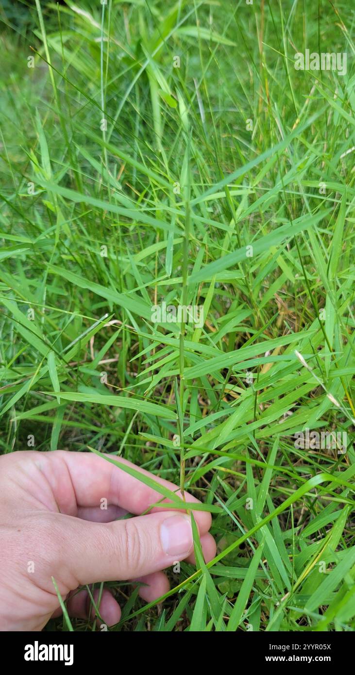 nimblewill (Muhlenbergia schreberi Stock Photo - Alamy