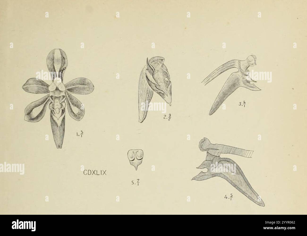 Die Orchideen von Java - fig. 449-450 (1912) (cropped 449 Stock Photo ...