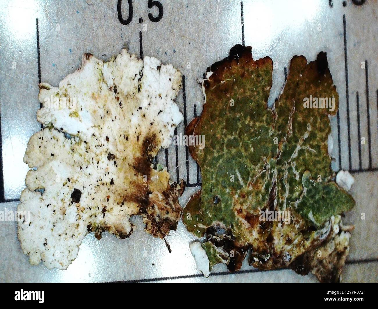 Fig-leaved Pixie Lichen (Cladonia macrophylla Stock Photo - Alamy