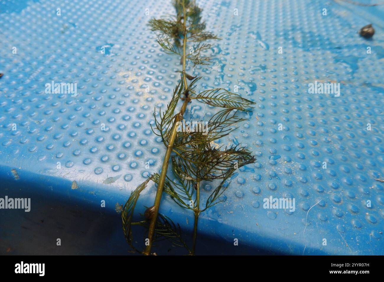 Eurasian water-milfoil (Myriophyllum spicatum Stock Photo - Alamy