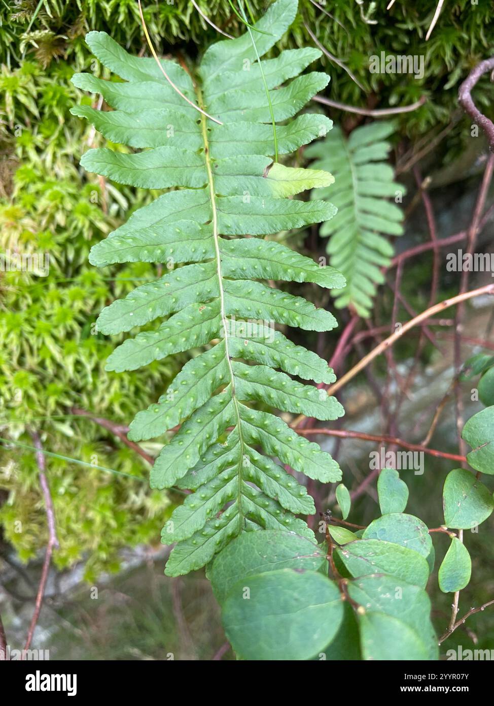 common polypody (Polypodium vulgare Stock Photo - Alamy