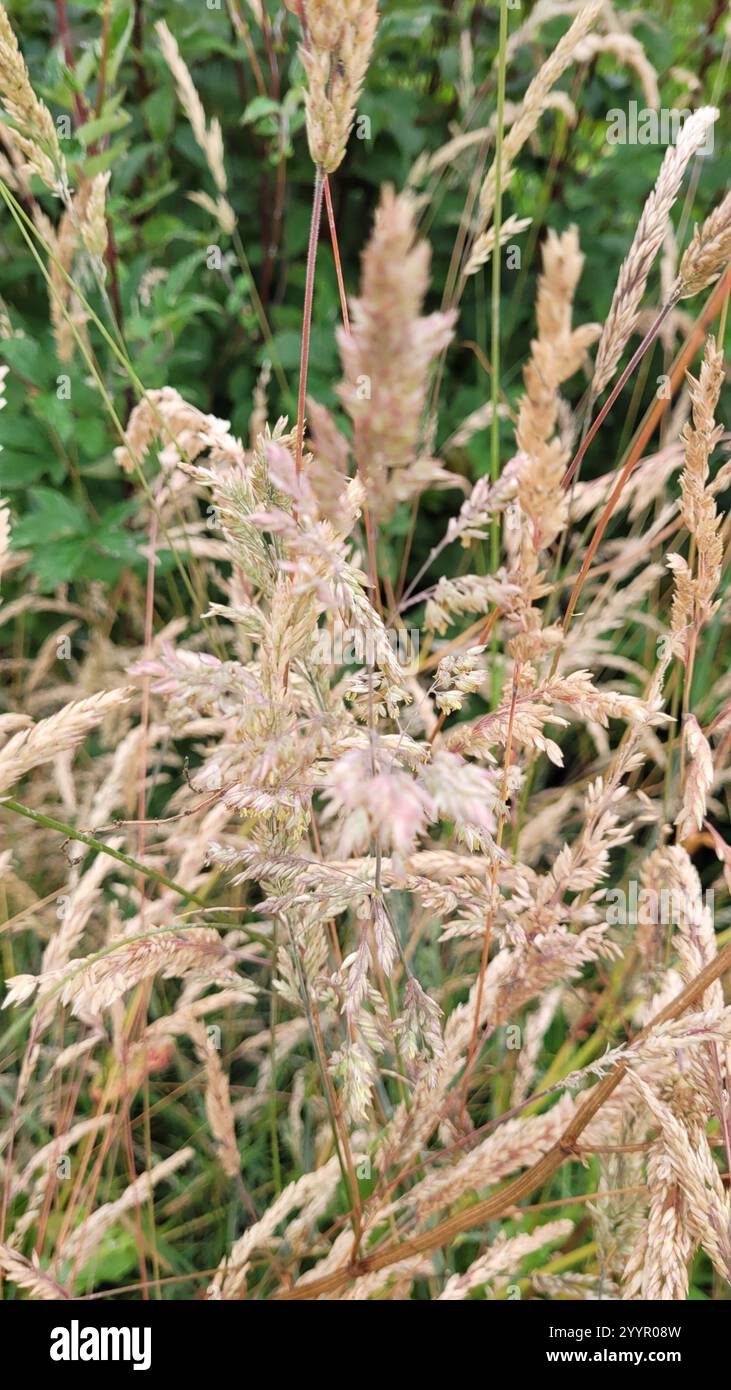 Yorkshire fog (Holcus lanatus Stock Photo - Alamy