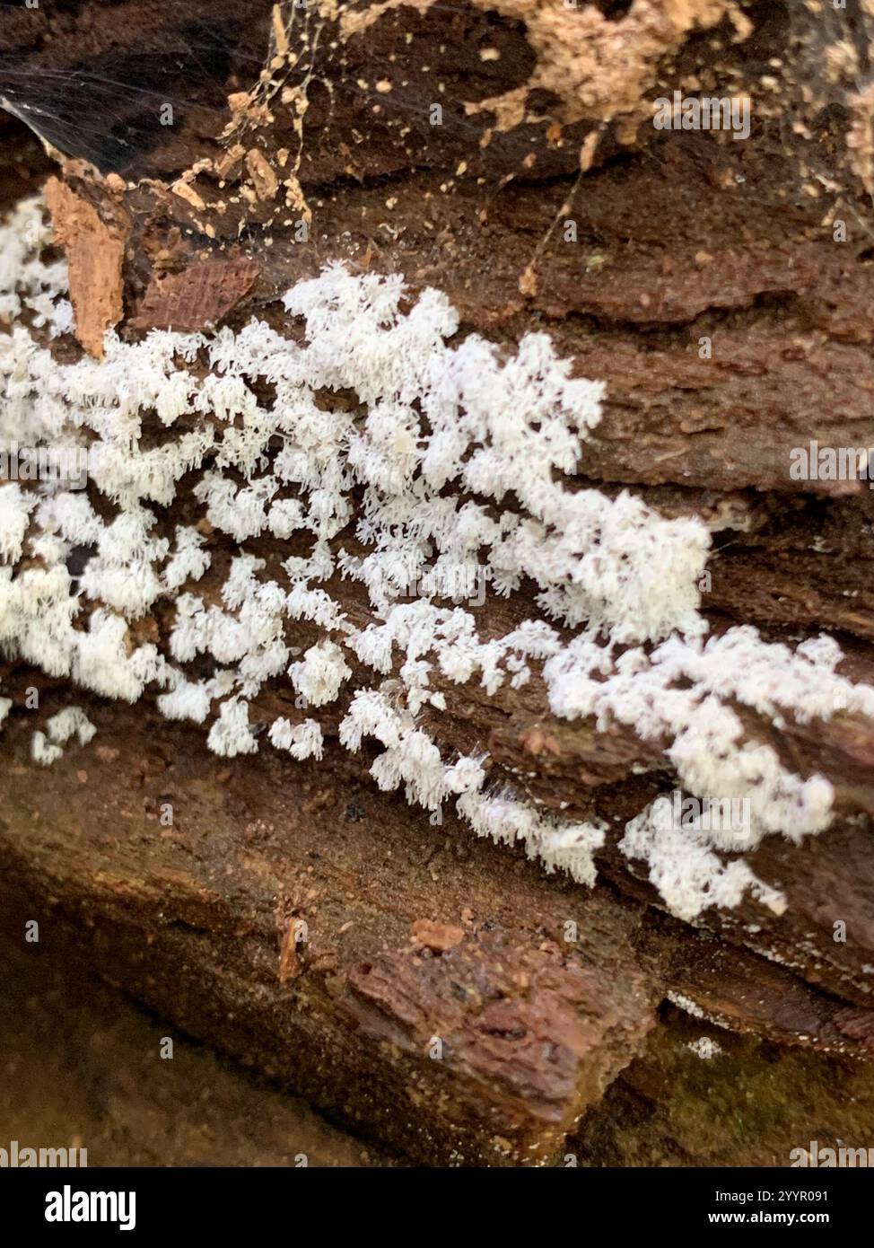 Common Coral Slime (Ceratiomyxa fruticulosa Stock Photo - Alamy