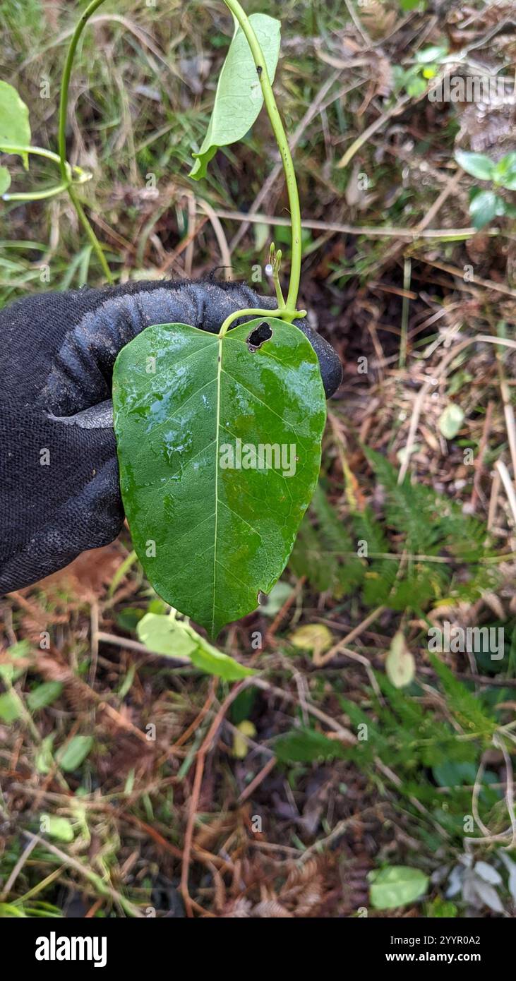 Common Milk Vine (Leichhardtia rostrata Stock Photo - Alamy