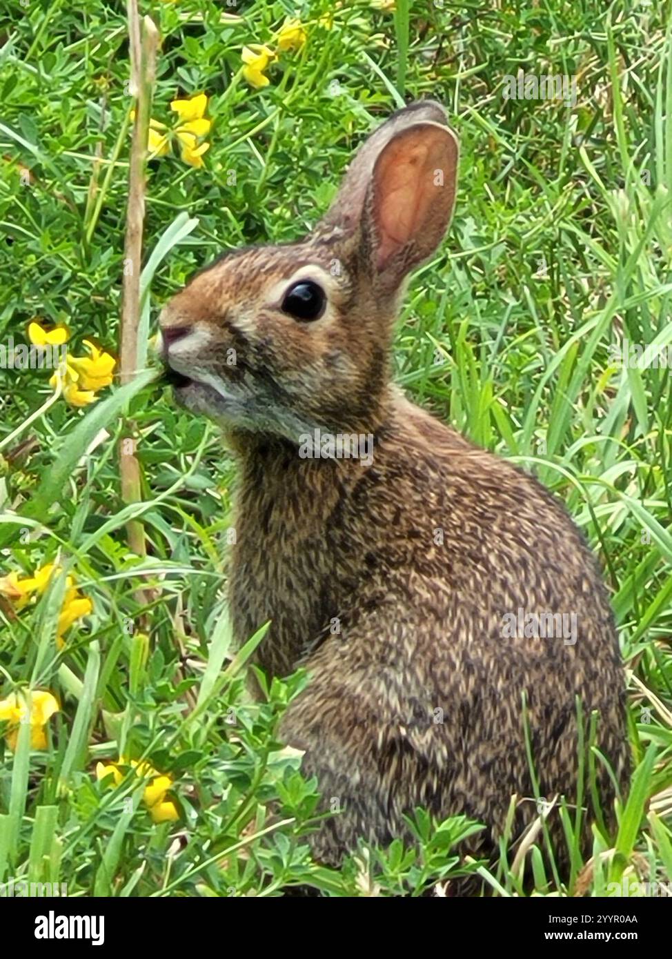 Eastern Cottontail (Sylvilagus floridanus Stock Photo - Alamy