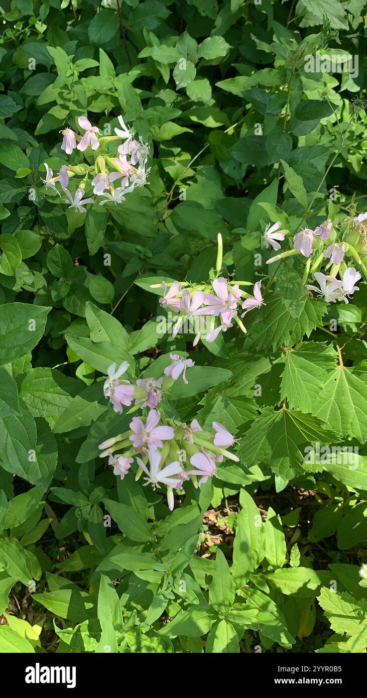common soapwort (Saponaria officinalis Stock Photo - Alamy