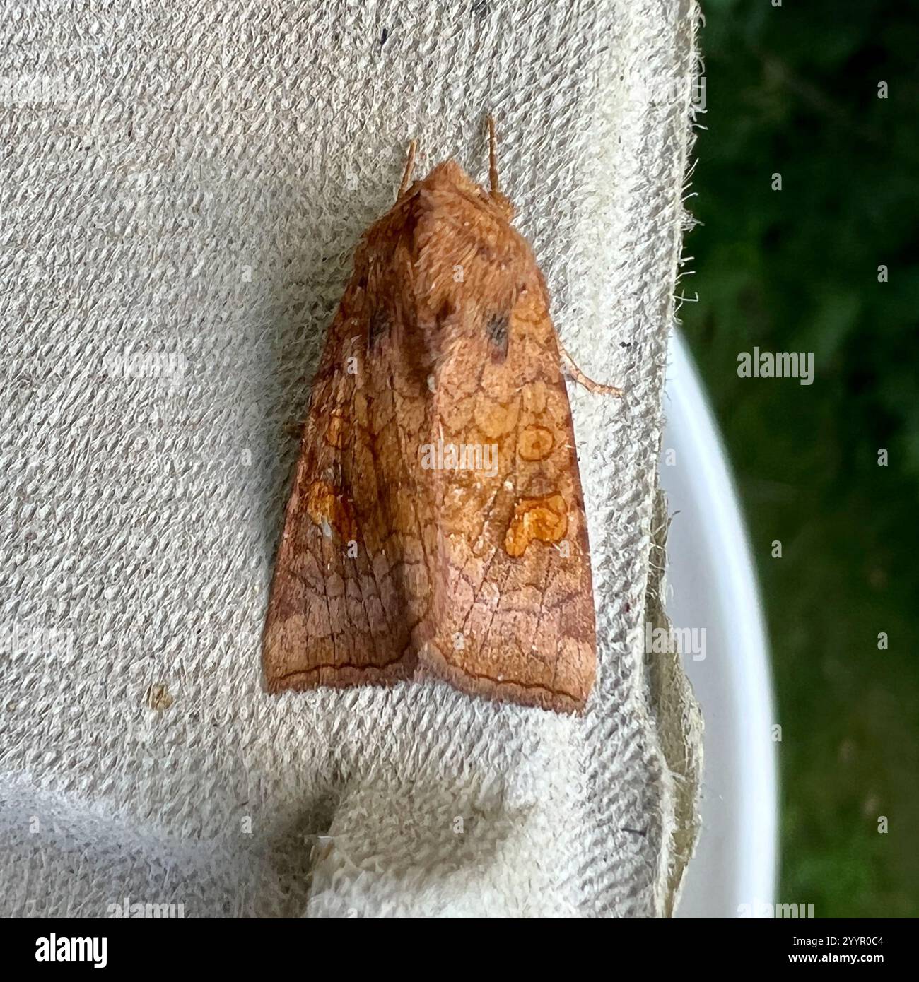 Ear Moths (Amphipoea Stock Photo - Alamy