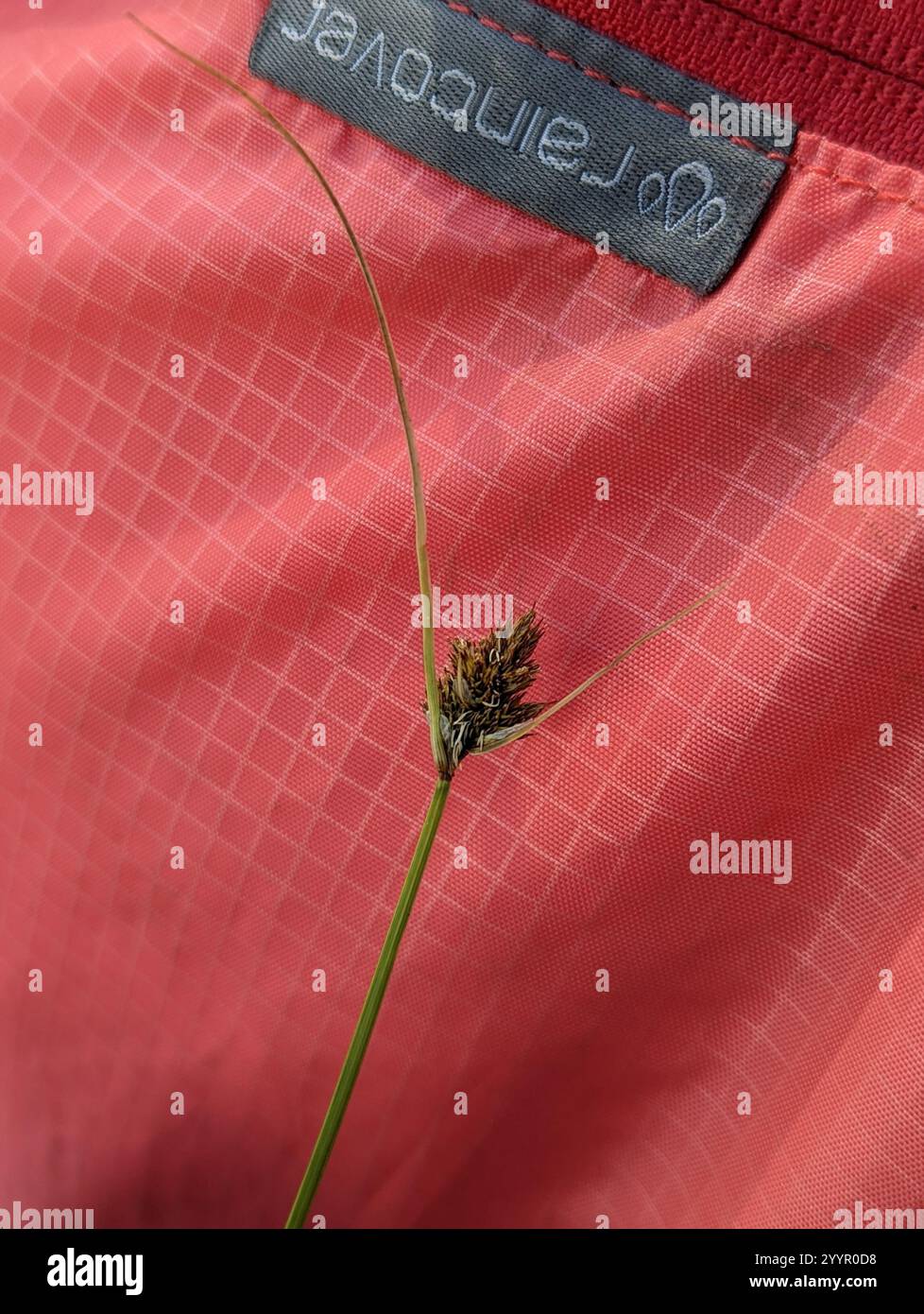 Long bracted sedge hi-res stock photography and images - Alamy