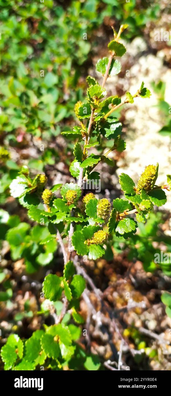 Dwarf Birch (Betula nana Stock Photo - Alamy