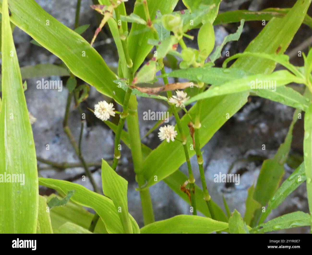 Alligatorweed (Alternanthera philoxeroides Stock Photo - Alamy