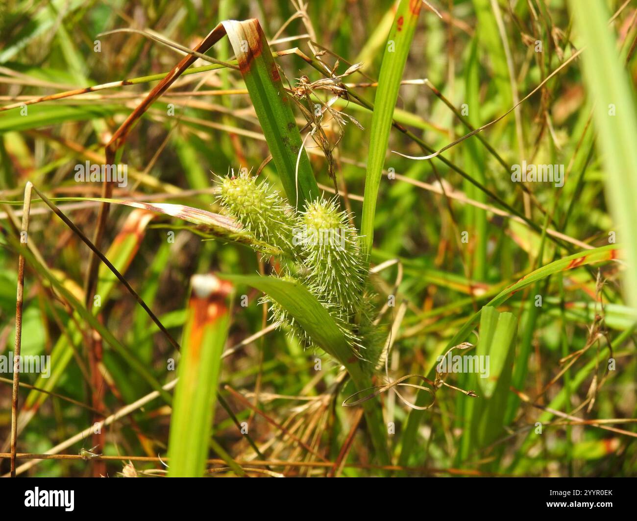 Frank's sedge (Carex frankii Stock Photo - Alamy