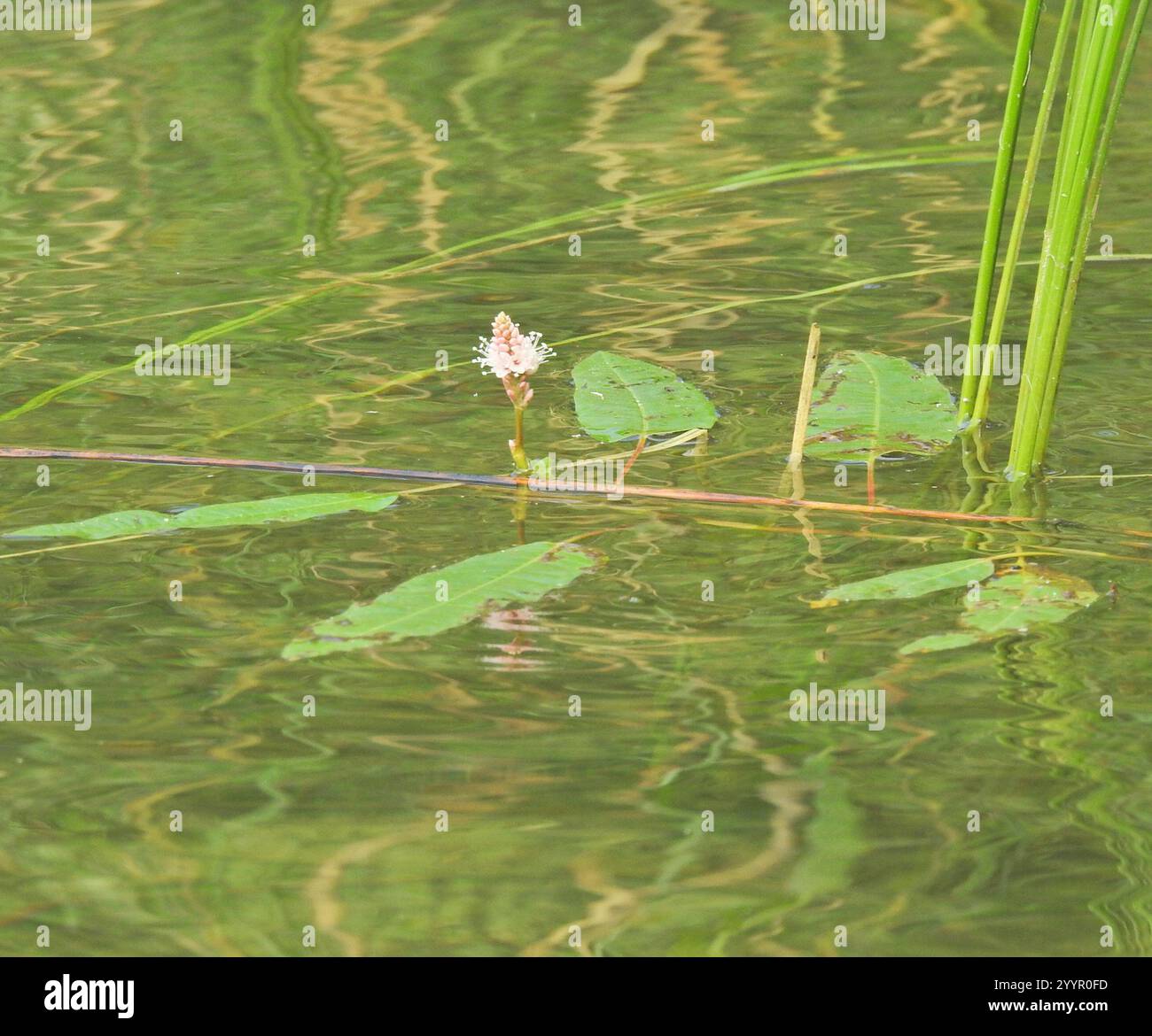 water smartweed (Persicaria amphibia Stock Photo - Alamy