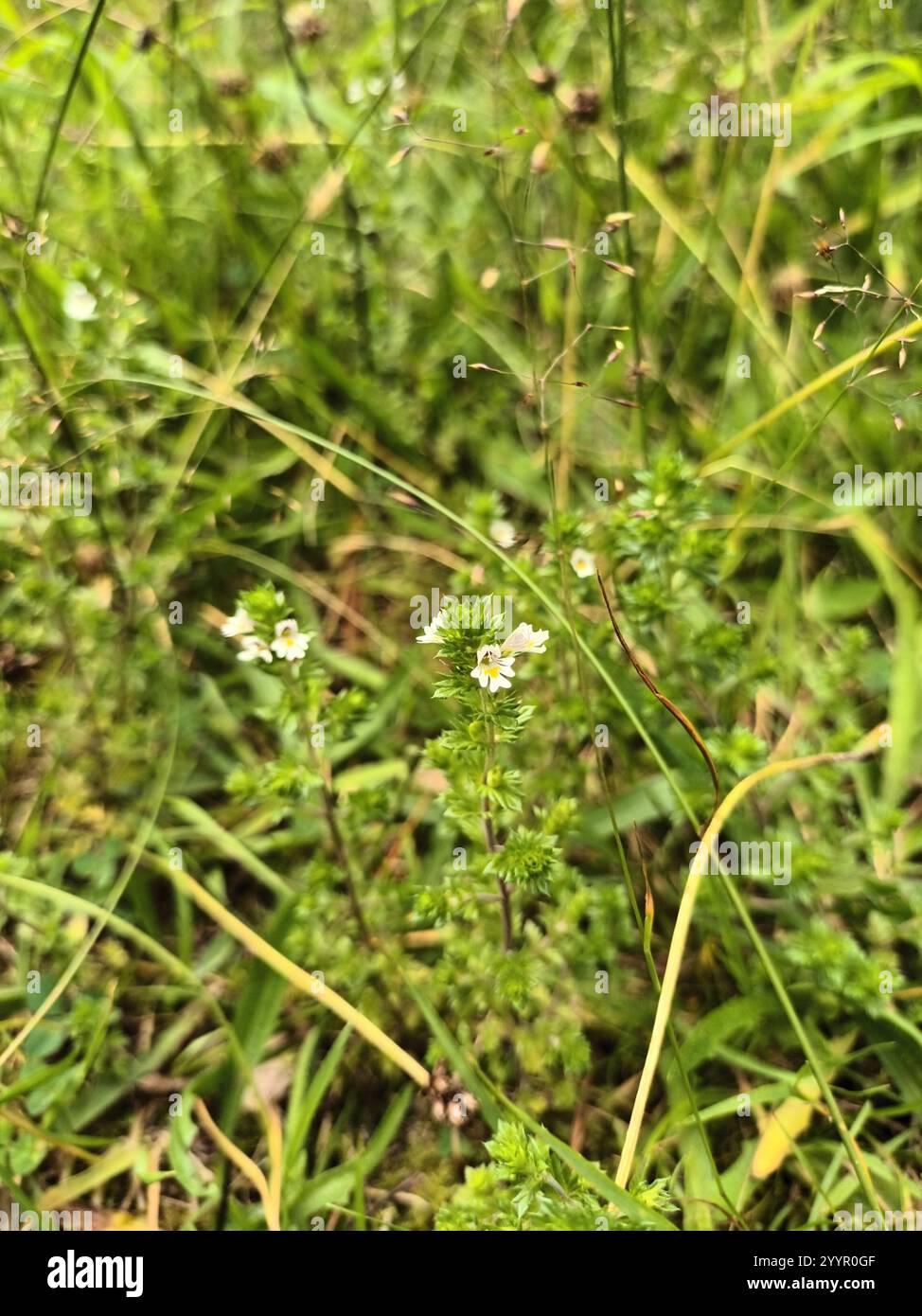 Common Eyebright (Euphrasia nemorosa Stock Photo - Alamy