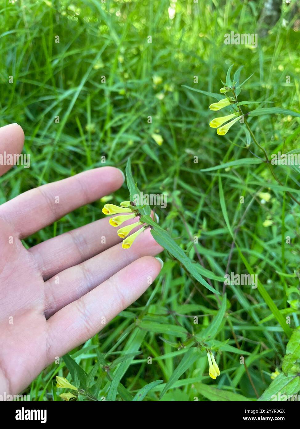 Common Cow-wheat (Melampyrum pratense Stock Photo - Alamy